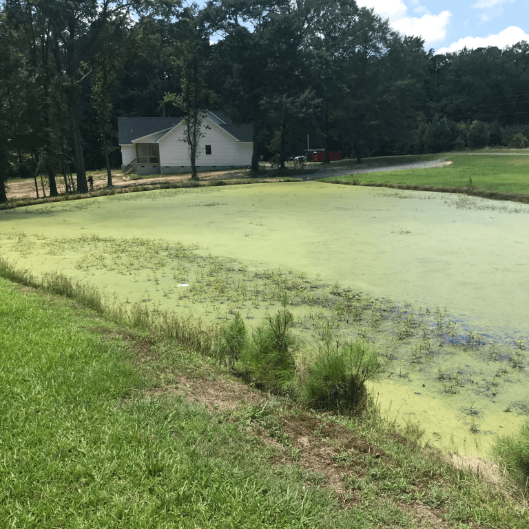 Piedmont Pond Pros – Lake & Pond Management, Fish Stocking
